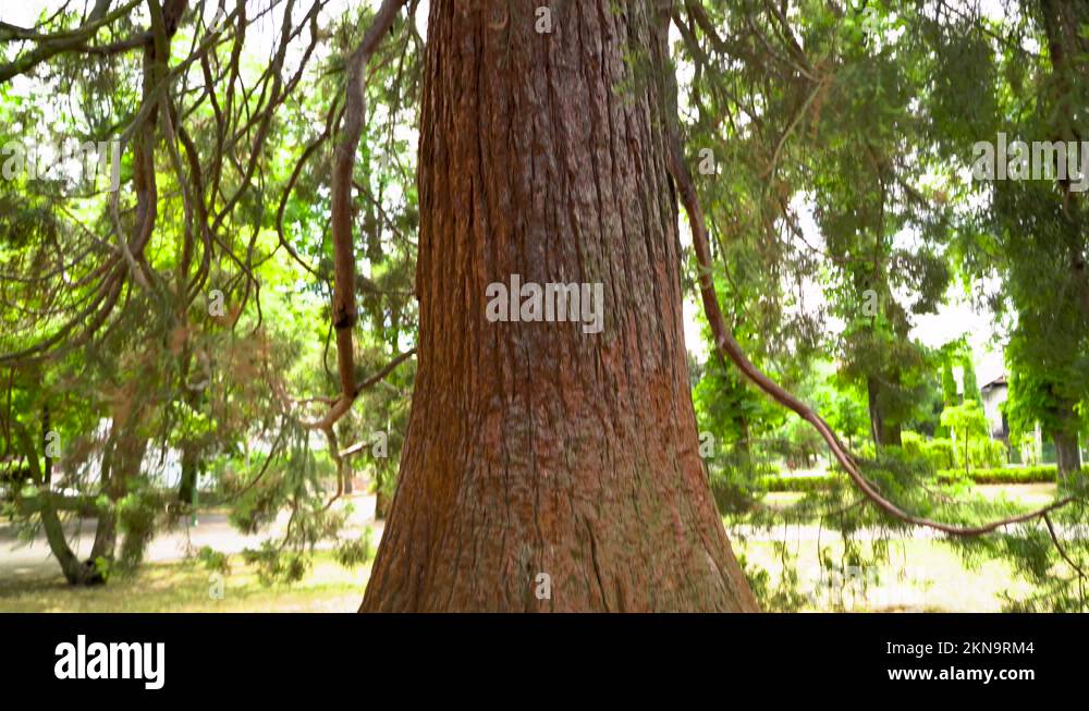 Mammoth tree grove Stock Videos & Footage - HD and 4K Video Clips - Alamy