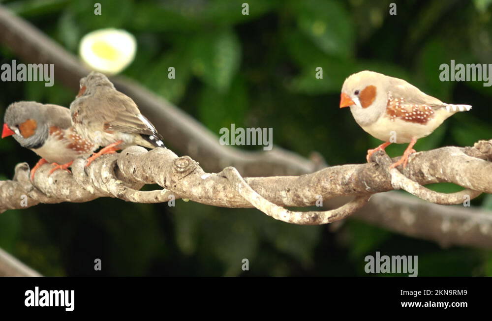 Female zebra finch Stock Videos & Footage - HD and 4K Video Clips - Alamy