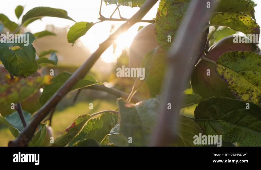 Canopy apple tree Stock Videos & Footage - HD and 4K Video Clips - Alamy