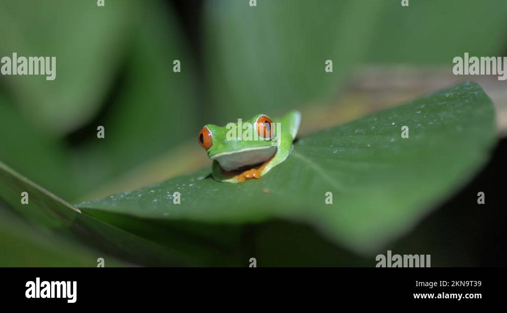 Red eyed tree frog, Agalychnis callidryas, front angle, over a leaf in ...