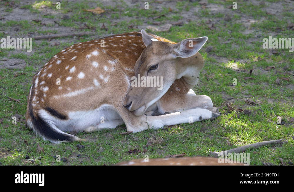 Female body lying in grass Stock Videos & Footage - HD and 4K Video ...