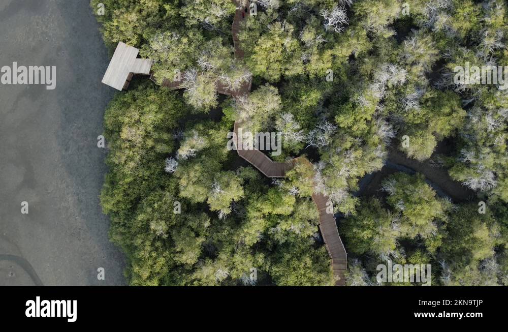 The top view of the Kalba Mangrove, also known as Khor Kalba, is ...