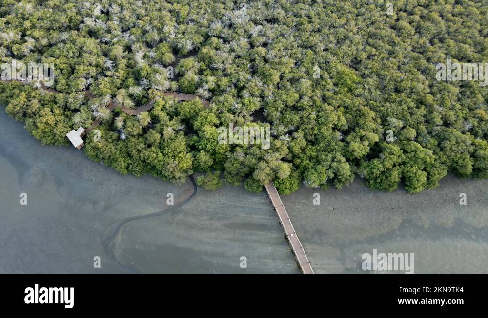 The top view of the Kalba Mangrove, also known as Khor Kalba, is ...