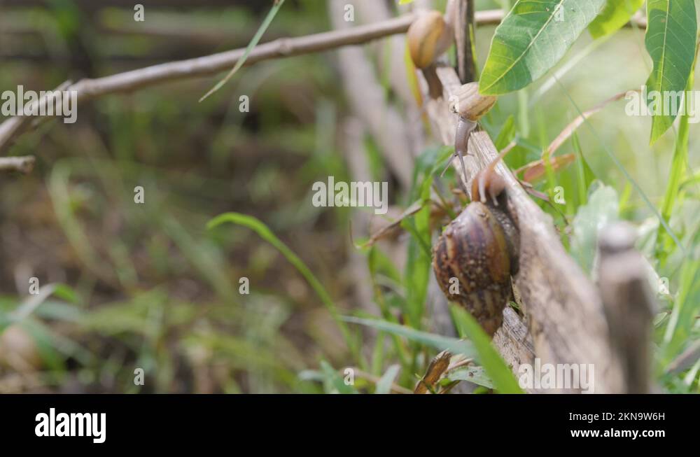 Bamboo plant fence Stock Videos & Footage - HD and 4K Video Clips - Alamy