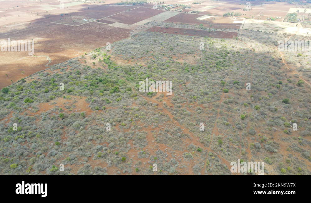 Dried out trees Stock Videos & Footage - HD and 4K Video Clips - Alamy