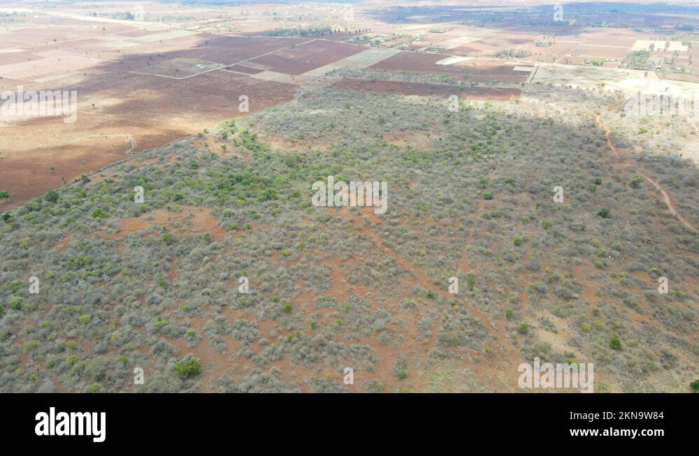 Arid trees Stock Videos & Footage - HD and 4K Video Clips - Alamy