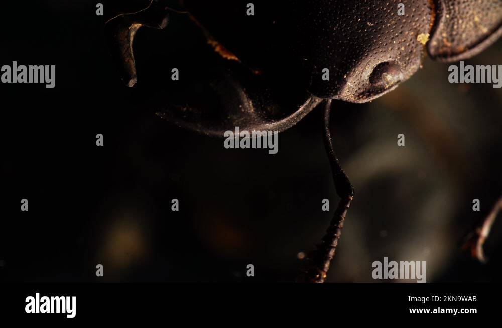 Head of stag beetle under microscope who is moving its antenna on the ...