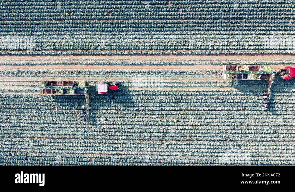 Combines with built-in conveyors are harvesting cabbage Stock Video ...