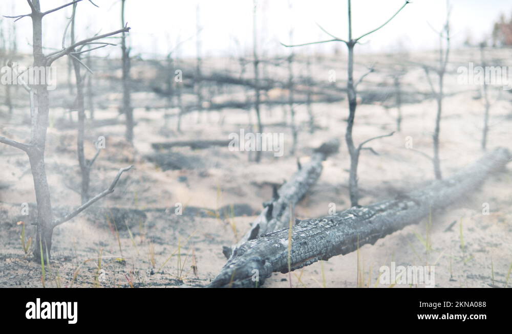 Bushes destroyed by fire Stock Videos & Footage - HD and 4K Video Clips ...