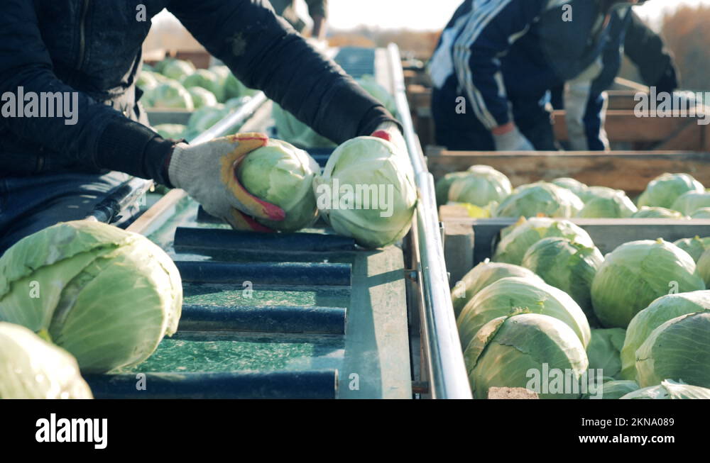Farming farm agriculture edible Stock Videos & Footage - HD and 4K Video Clips - Alamy