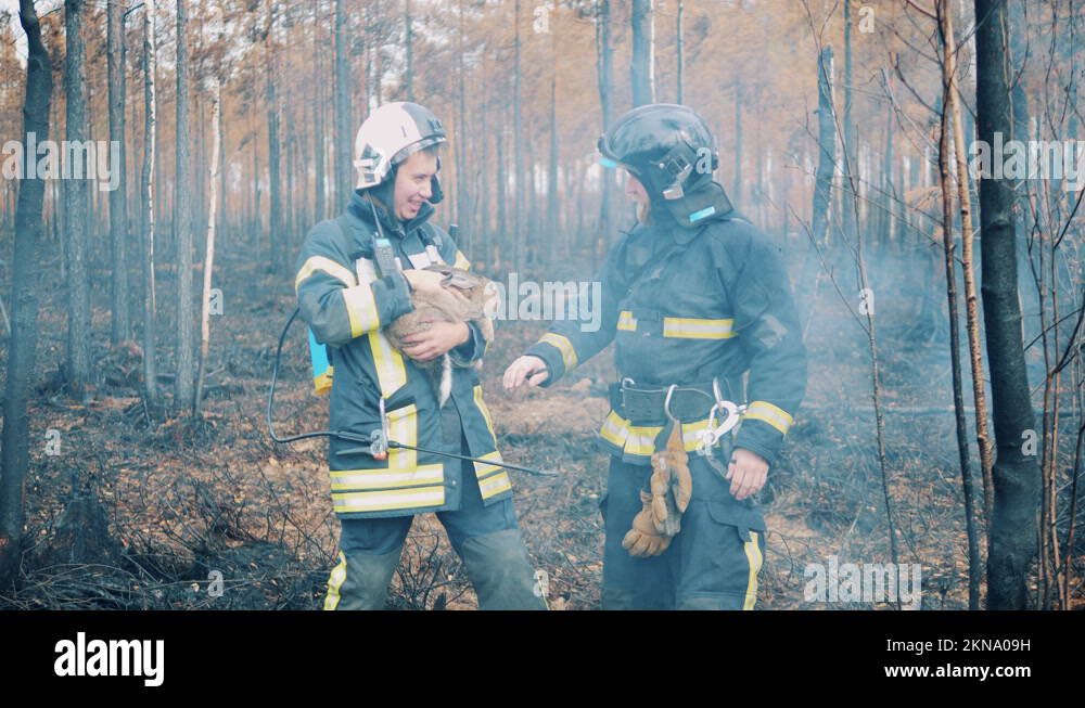 Petting a rabbit Stock Videos & Footage - HD and 4K Video Clips - Alamy