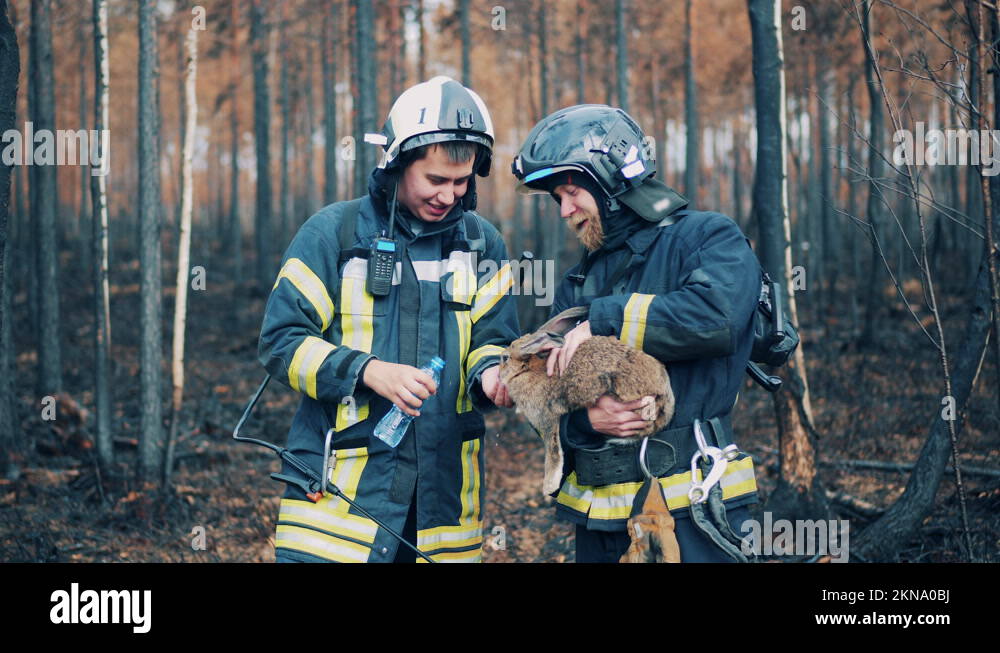 Firemen are giving water to a rabbit in the burnt-out forest Stock ...