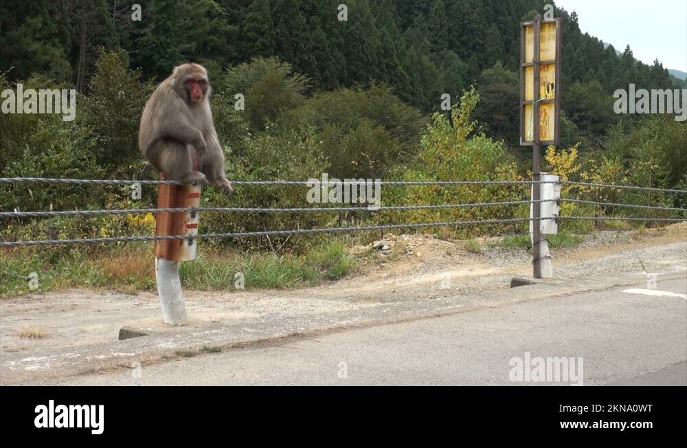 Monkey pole sit Stock Videos & Footage - HD and 4K Video Clips - Alamy