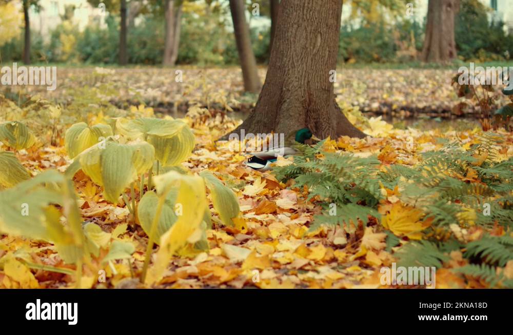 Lanky people Stock Videos & Footage - HD and 4K Video Clips - Alamy