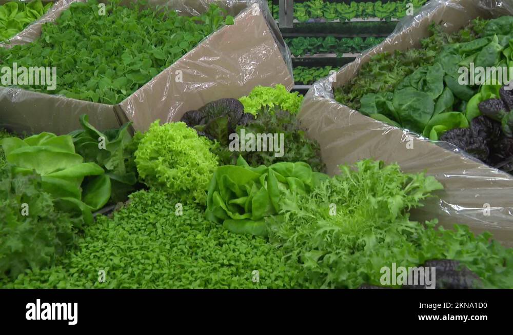 Boxes and trays Stock Videos & Footage - HD and 4K Video Clips - Alamy