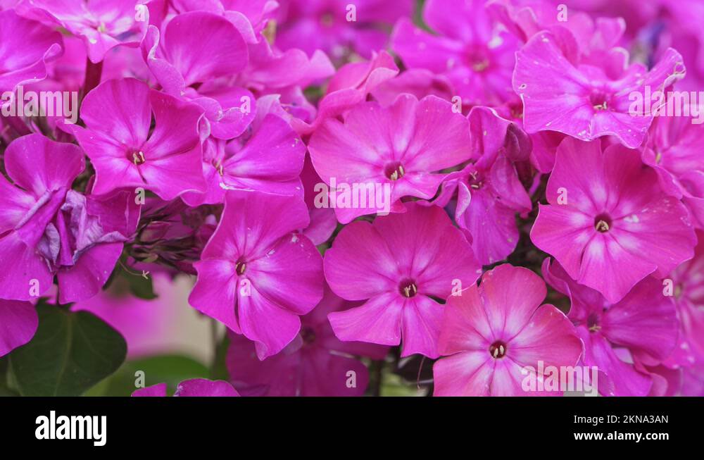 Red flame flowers of phlox (Phlox paniculata Stock Video Footage - Alamy