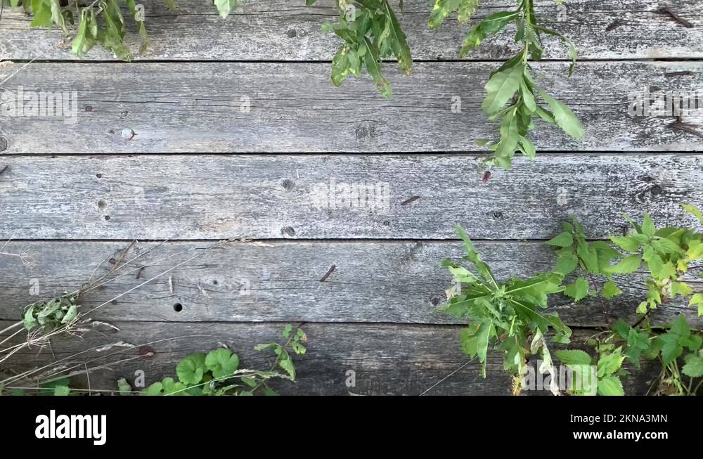 Plank wood grass Stock Videos & Footage - HD and 4K Video Clips - Alamy