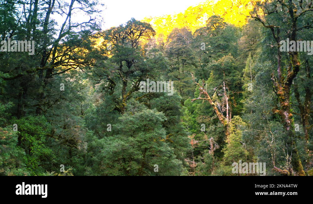 Protected reserve forest Stock Videos & Footage - HD and 4K Video Clips ...