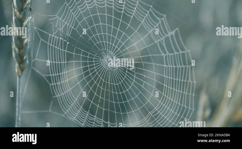 Beautiful Spider Web Sways in Wind. Forest. Spider Wove Web for ...