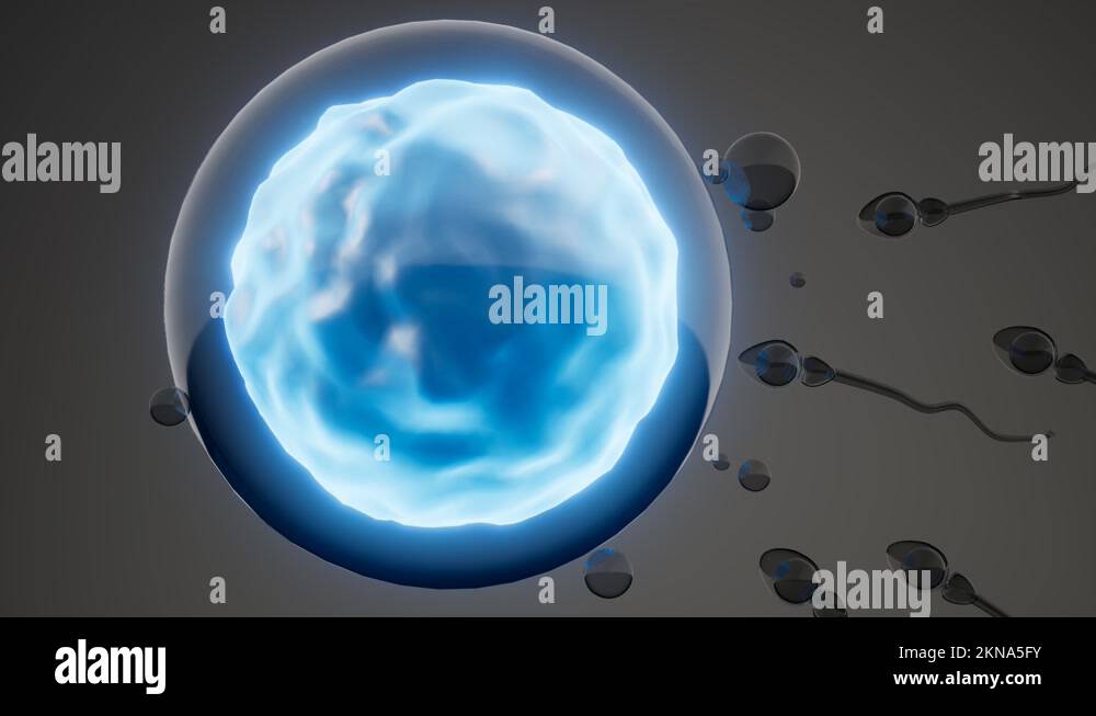 sperm and egg cell. model of microscopic research Stock Video Footage ...
