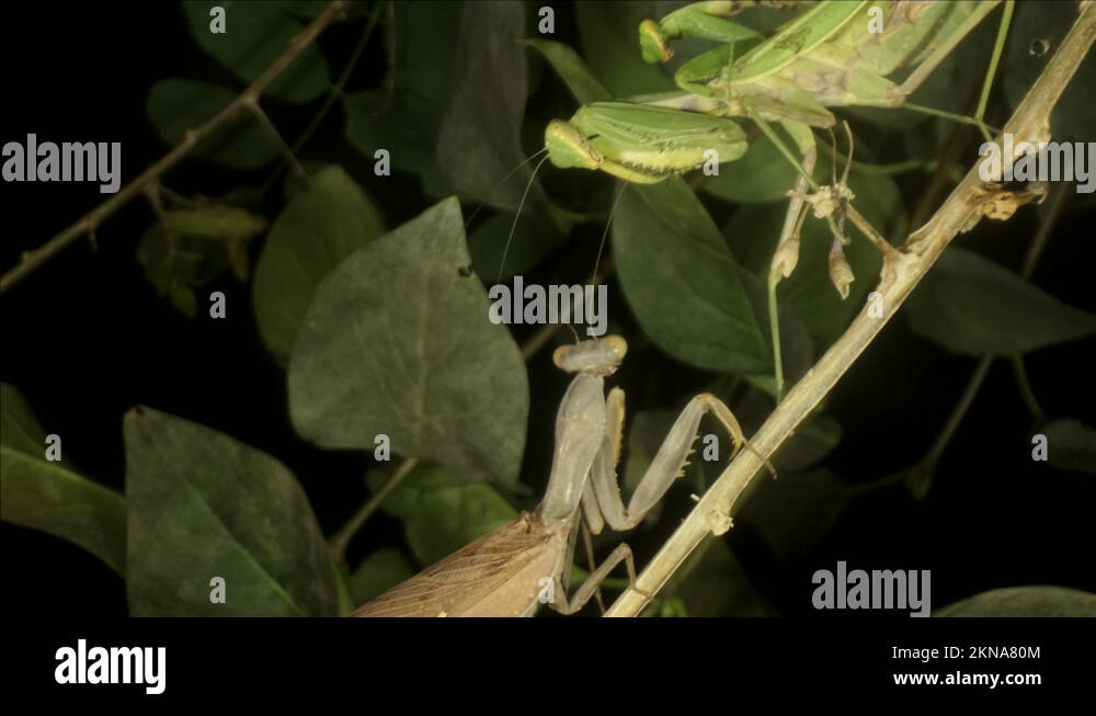 Fight of Praying Mantises. Two mantises met on the same branch and ...