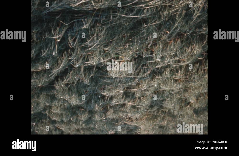 Limbs branches Stock Videos & Footage - HD and 4K Video Clips - Alamy