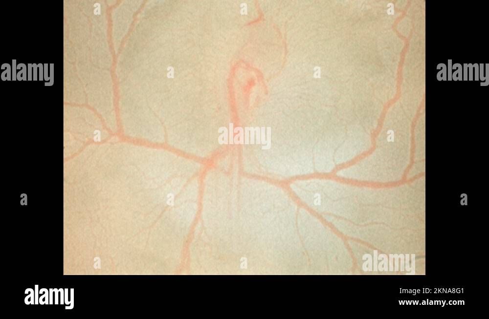 1960s: Chicken embryo heart beats. Handwriting. Chicken embryo wiggles ...