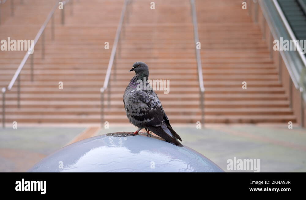 Columba livia common pigeon Stock Videos & Footage - HD and 4K Video ...