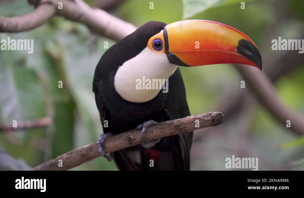 Giant toucans Stock Videos & Footage - HD and 4K Video Clips - Alamy