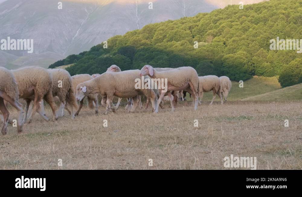 Range sheep Stock Videos & Footage - HD and 4K Video Clips - Alamy