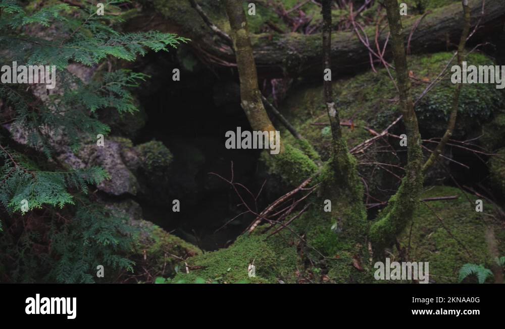 Aokigahara mossy forest in Japan in the rain Stock Video Footage - Alamy