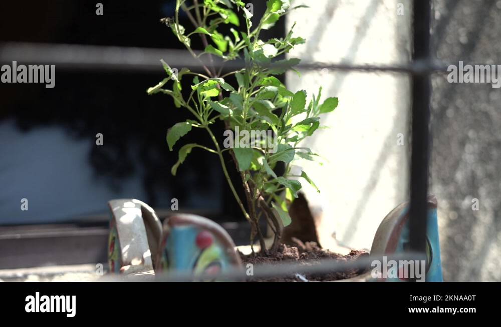 Tulsi vrindavan holy plant of hindu Stock Videos & Footage - HD and 4K ...