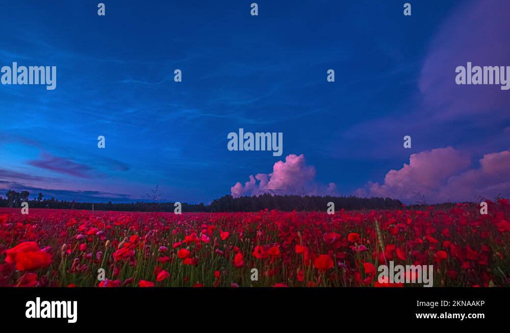 Field of blooming red roses, flower carpet. Twilight sky timelapse ...