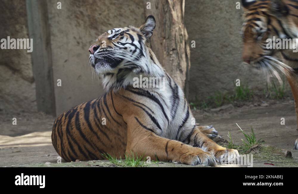 Sumatran tiger face tigers Stock Videos & Footage - HD and 4K Video ...
