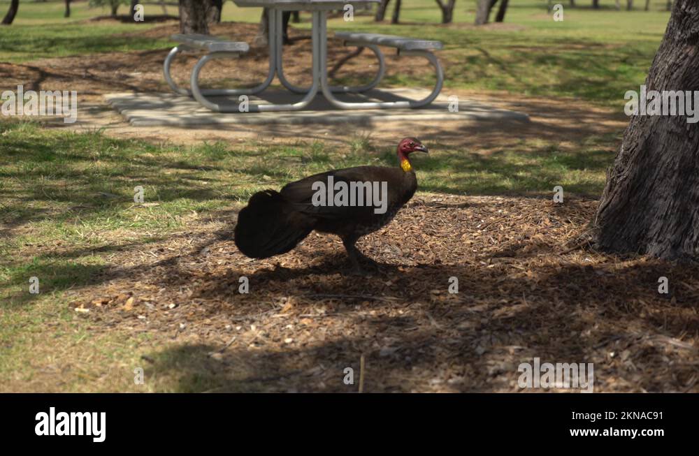 Turkey like bird Stock Videos & Footage - HD and 4K Video Clips - Alamy