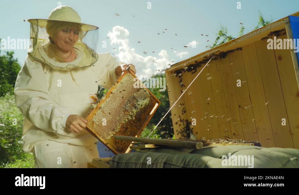 Woman beekeeper holds wooden honey frame with swam bees. Honey farmer ...