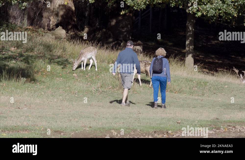 Uk deer people Stock Videos & Footage - HD and 4K Video Clips - Alamy