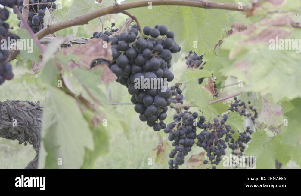 Growing grapevine grape cluster Stock Videos & Footage - HD and 4K ...