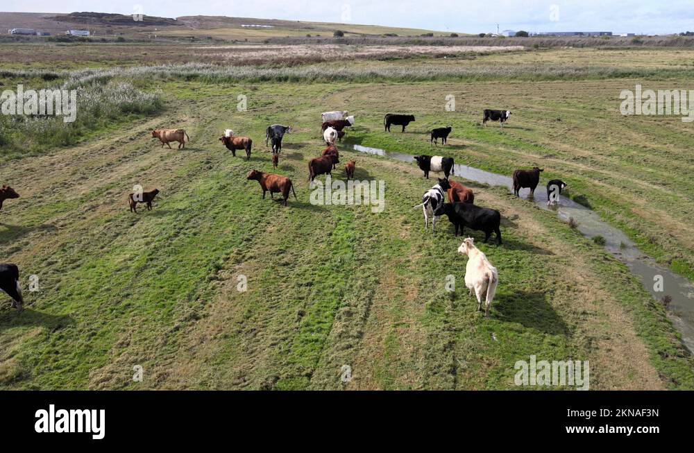 Livestock grazing grass Stock Videos & Footage - HD and 4K Video Clips ...