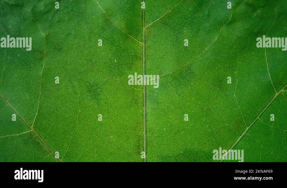 Transformation season Stock Videos & Footage - HD and 4K Video Clips - Alamy