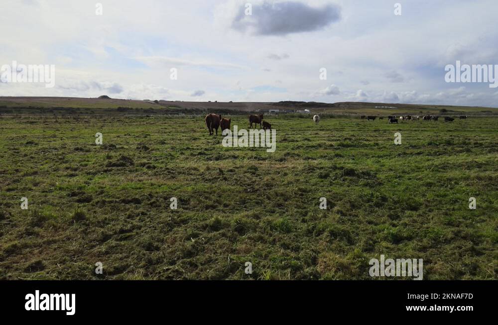Grazing marsh Stock Videos & Footage - HD and 4K Video Clips - Alamy