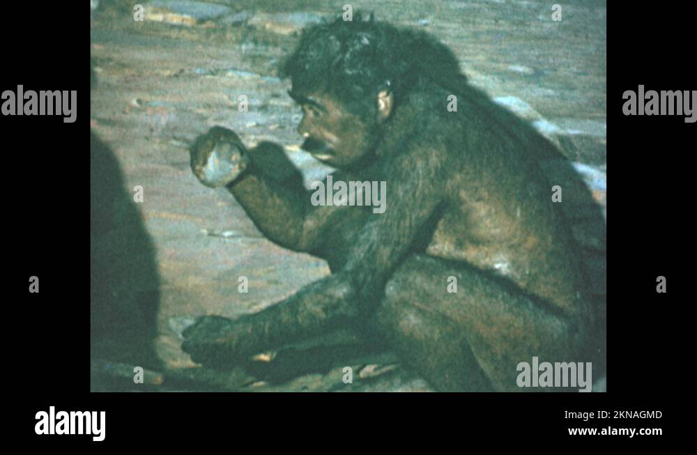 1950s: Model of prehistoric man with stone in hand. Prehistoric men ...