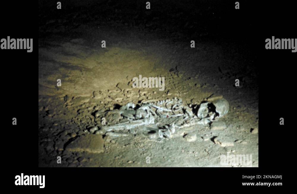 1950s: Fossilized skeleton remains in dirt. Model of prehistoric man ...