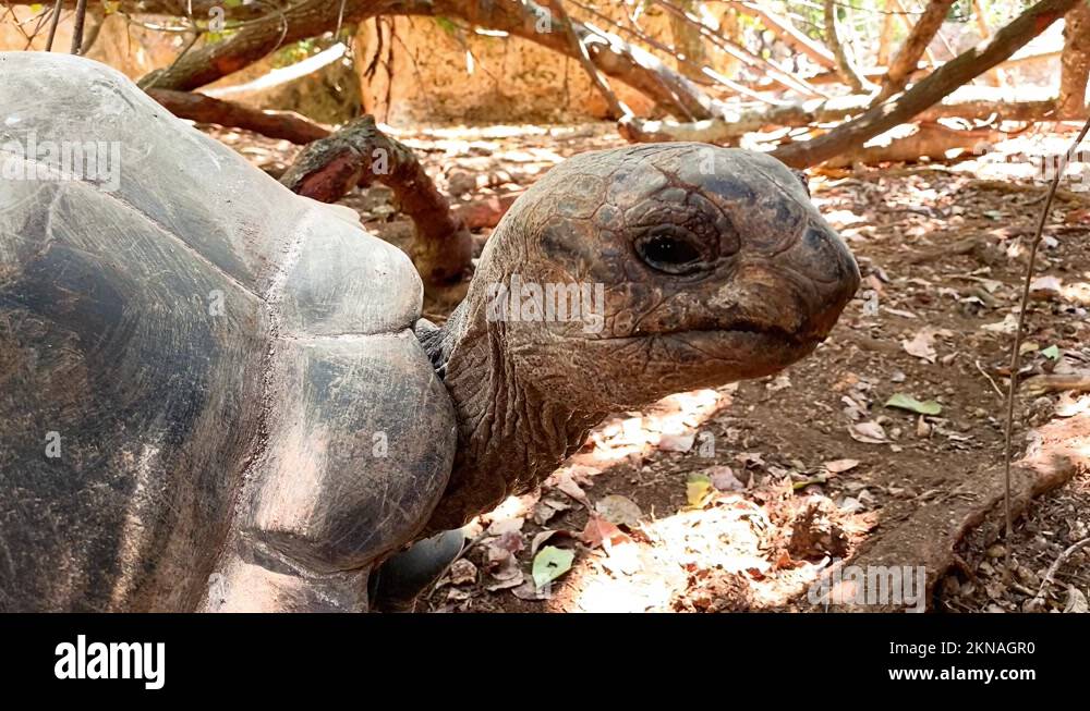 Green turtle conservation area Stock Videos & Footage - HD and 4K Video ...