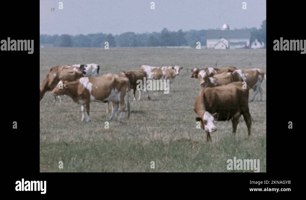 1950s: Man holding film slate. Cows grazing in a field. Man sitting ...