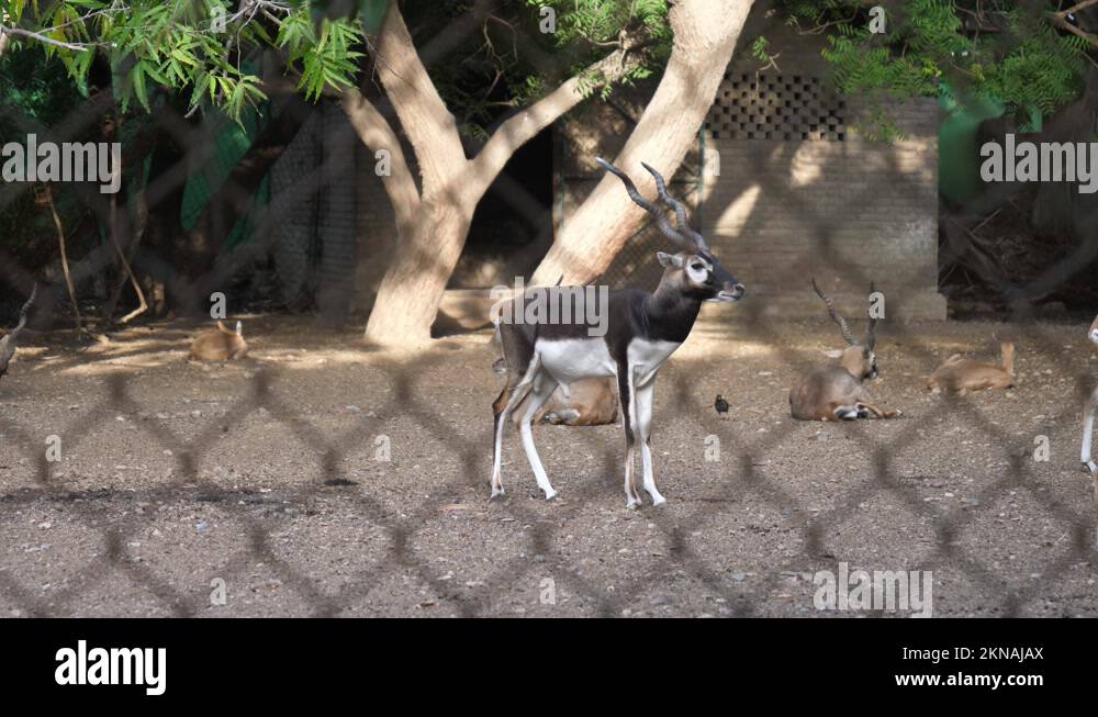 Wildlife of pakistan Stock Videos & Footage - HD and 4K Video Clips - Alamy