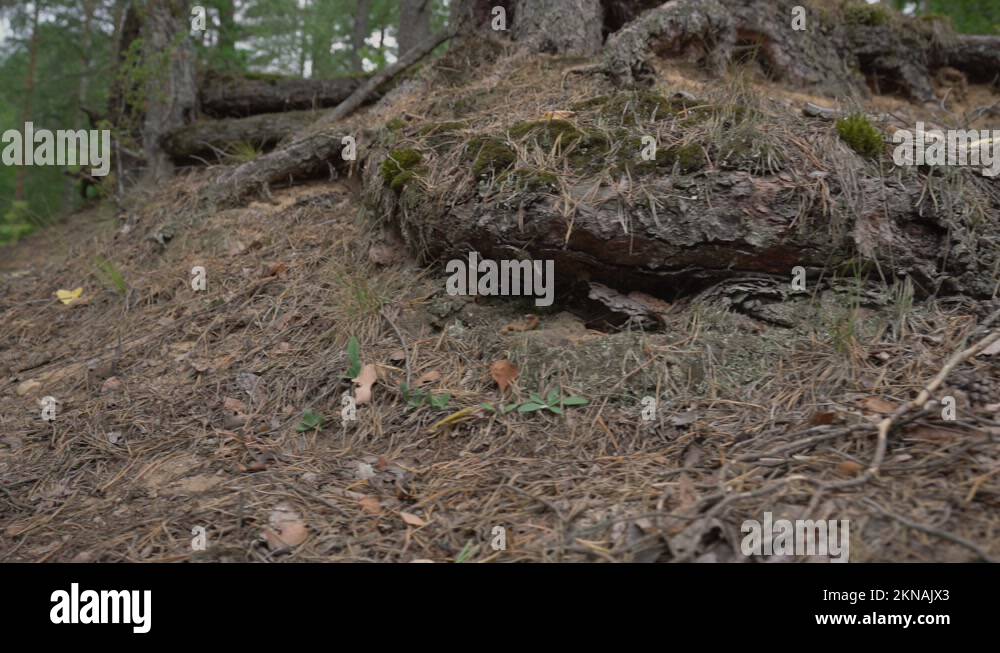 Tree root base Stock Videos & Footage - HD and 4K Video Clips - Alamy