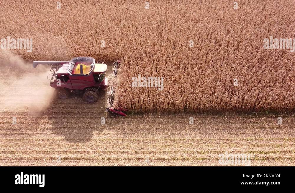 Harvesting field corn Stock Videos & Footage - HD and 4K Video Clips ...