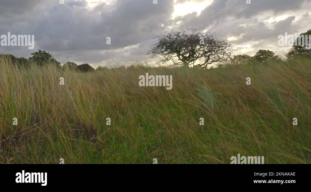 Ground level view of windswept Dutch meadow in a silent countryside ...