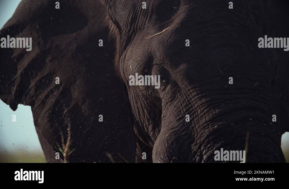 Elephant waving Stock Videos & Footage - HD and 4K Video Clips - Alamy